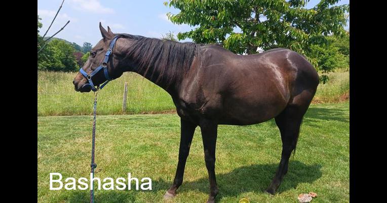 Bashasha - HELP - Animal Webaction