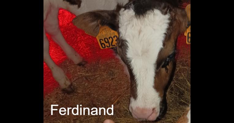 Ferdinand - HELP - Animal Webaction