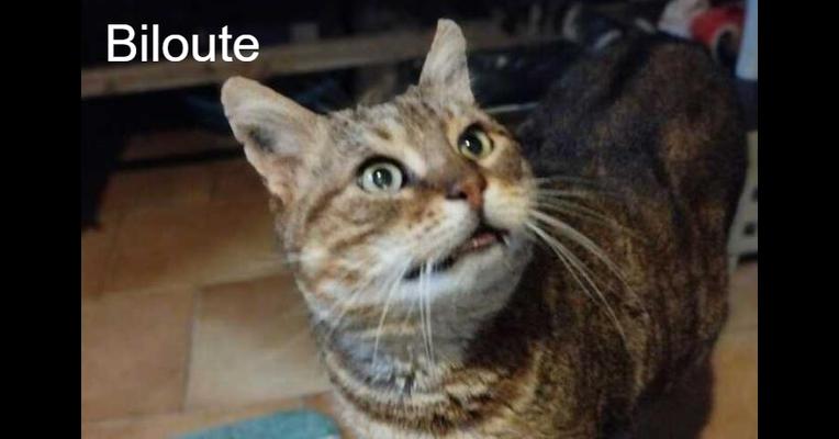Biloute - Les chats Port-Saint-Louisiens - Animal Webaction