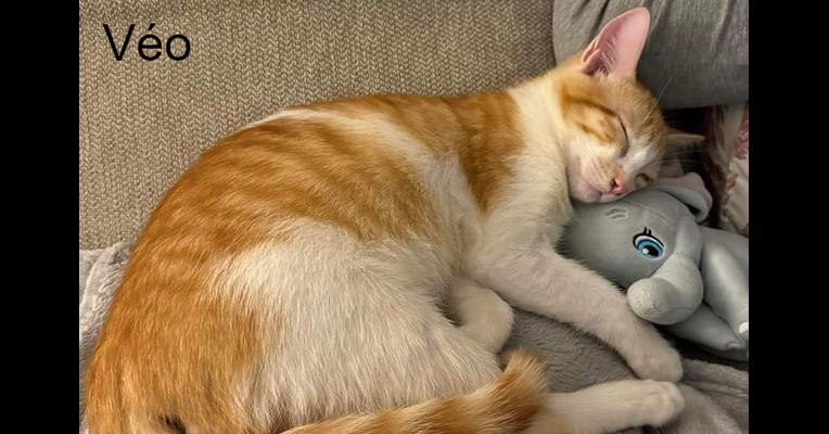 Véo - Truffes sans Toit - Animal Webaction