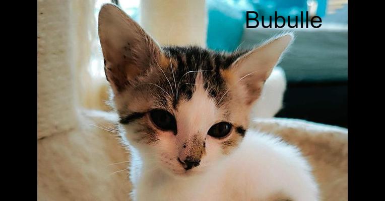 Bubulle - UN CHAT UN TOIT UN CHAT ET TOI - Animal Webaction