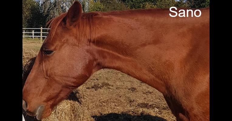 Sano - 4 Sabots et un Fer - Animal Webaction