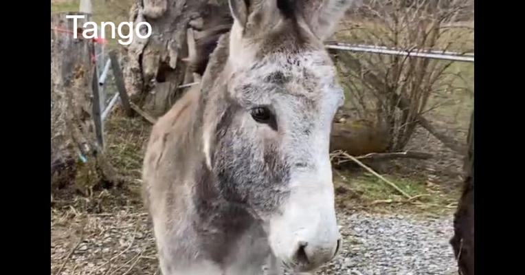 Tango - ADADA - Animal Webaction