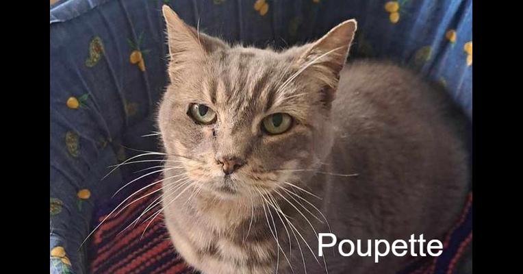 Poupette - Les Chats de la Rue - Animal Webaction