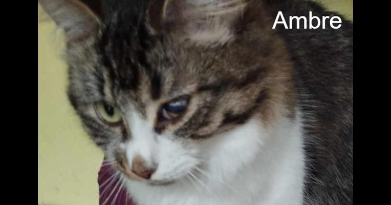 Ambre - Les Chats de la Rue - Animal Webaction