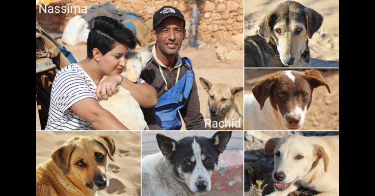 SOS 150 chiens Maroc - 4 Pattes Mogador - Animal Webaction