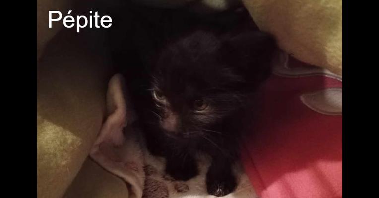 Pépite - Les Chats de la Rue - Animal Webaction