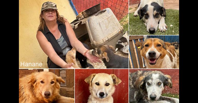 SOS 144 chiens Maroc - AHPPAE - Animal Webaction