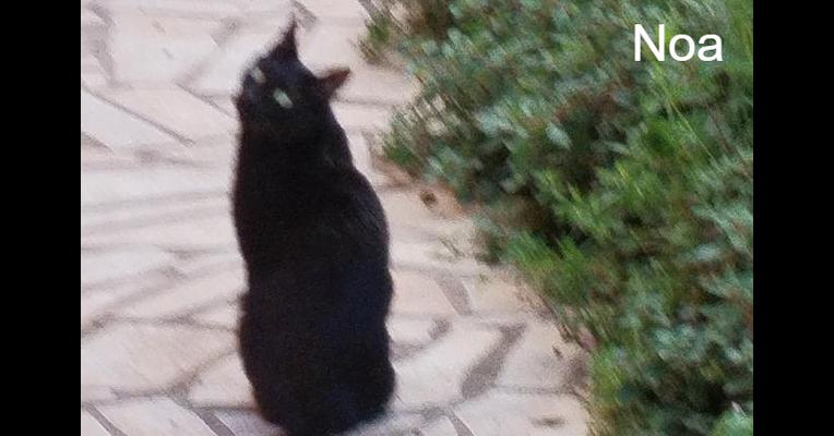 Noa - Chats Grains d'Amour - Animal Webaction