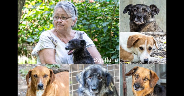 SOS 132 dogs Bosnia - Azil za pse"Poslednja oaza" - Animal Webaction
