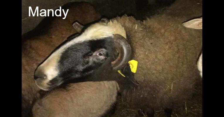 Mandy - Ulyan - Animal Webaction