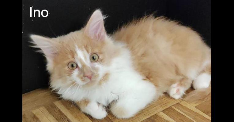 Ino - Les Amis de Michouette - Animal Webaction