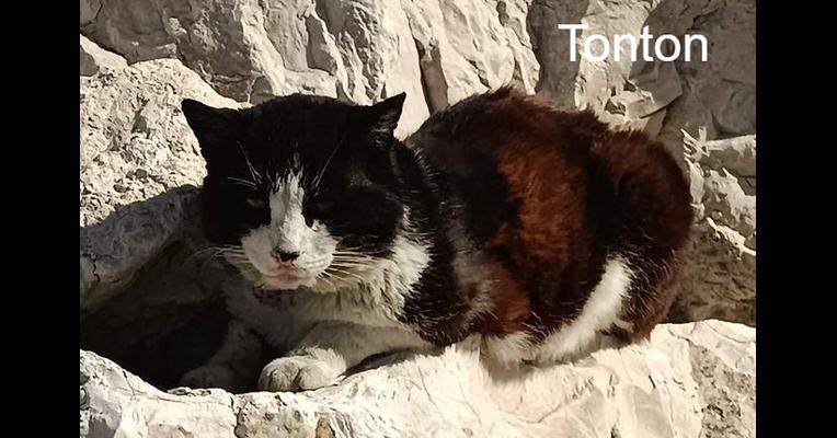 Tonton - Protect Cat - Animal Webaction