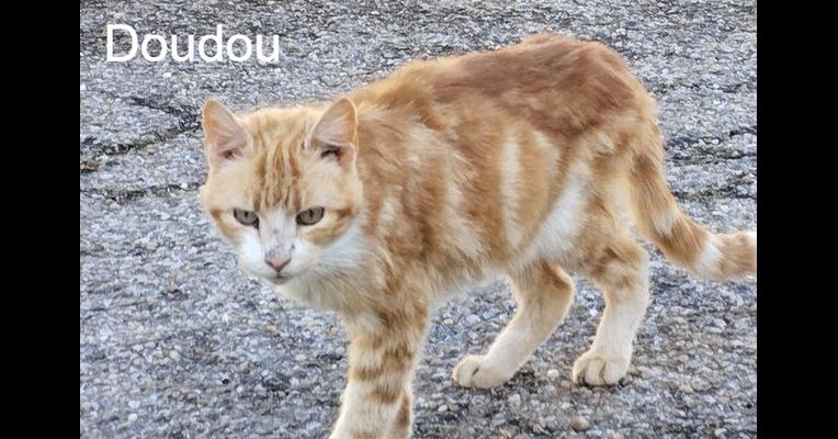 Doudou - Cat Miaou - Animal Webaction