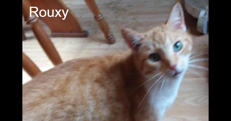 Rouxy - Chats Oubliés - Animal Webaction