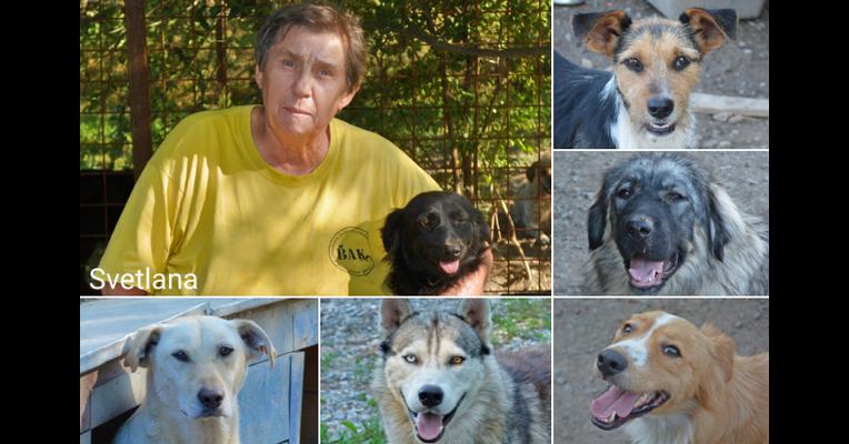 SOS 190 chiens Serbie - Association for the protection of animals "BAK ...