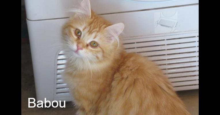 Babou - Jardin des Chats - Animal Webaction