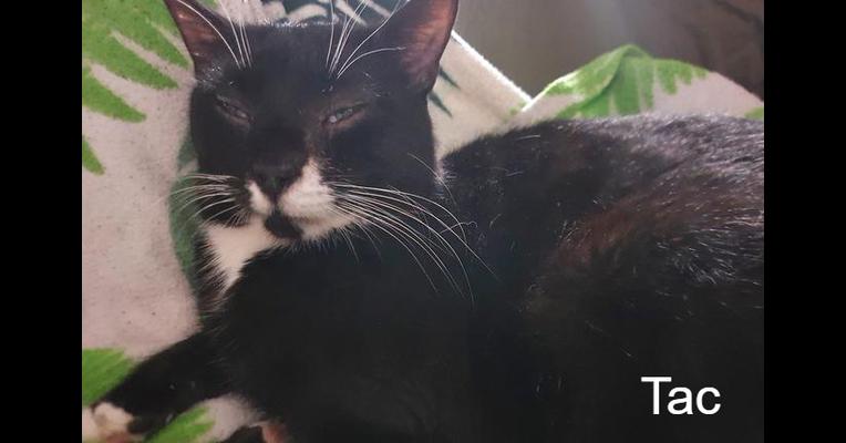 Tac - Les Buddy Chats - Animal Webaction