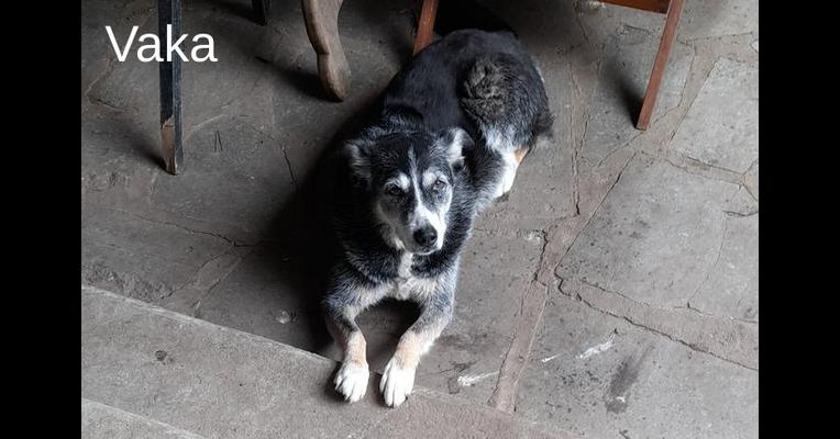 Vaka - La Bleue - Animal Webaction