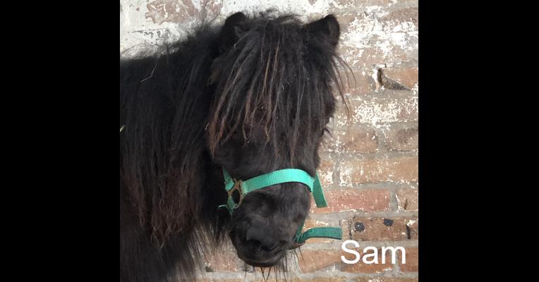 Sam - Les Chevaux d'Elo - Animal Webaction