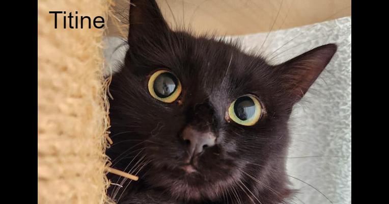 Titine - Les Pattounes de Théo - Animal Webaction