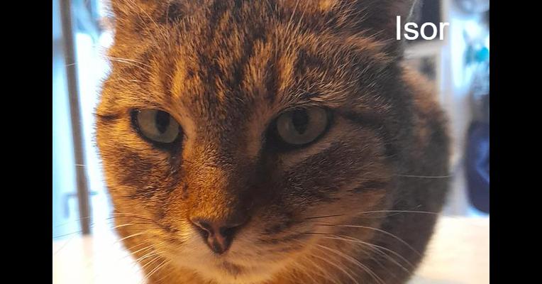 Isor - La Bleue - Animal Webaction