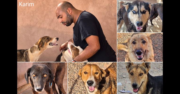 SOS 285 chiens Maroc - L'Arche de Noé - Animal Webaction