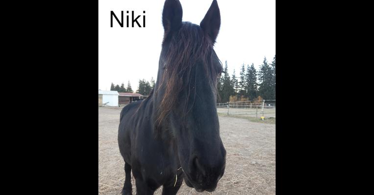 Niki - Happy Horse Day - Animal Webaction