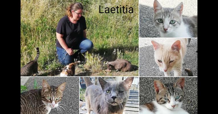 SOS 140 chats des rues ! - Chat L'Heureux Chat l'Ange et Cie - Animal ...