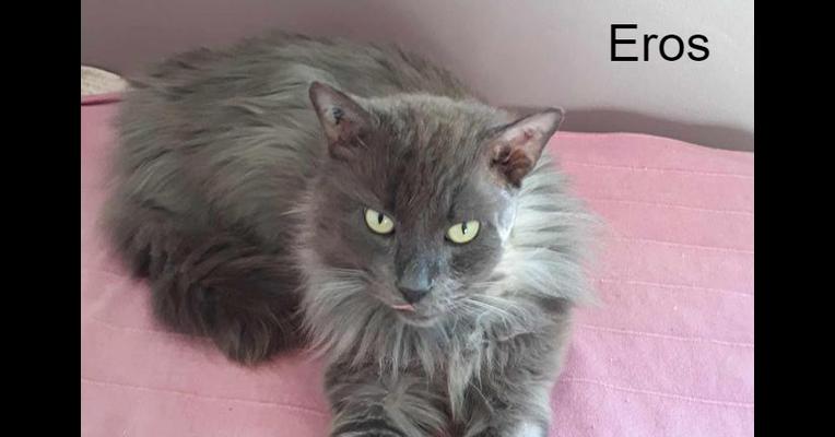 Eros - L'école du Chat d'Ollioules - Animal Webaction