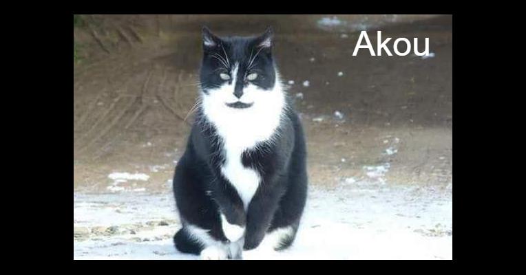Akou - L'Arche de Ploum - Animal Webaction