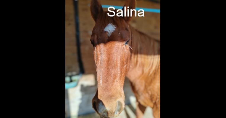 Salina - Refuge Cheval Nature En Aquitaine - Animal Webaction