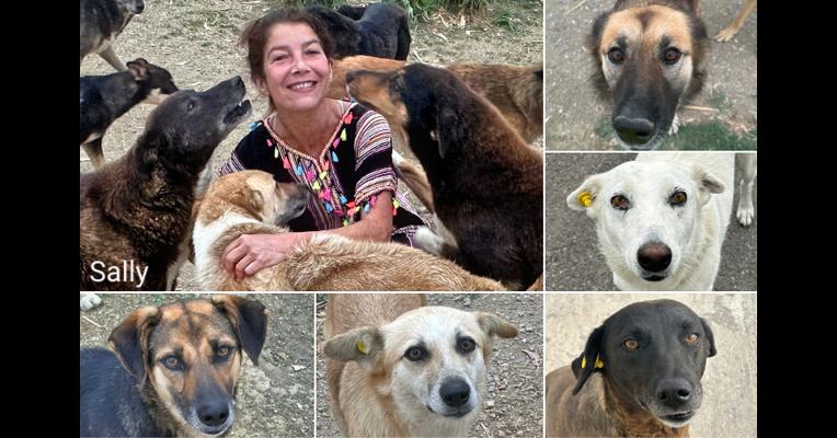 SOS 950 chiens du Maroc - Sanctuaire de la Faune de Tanger (SFT ...