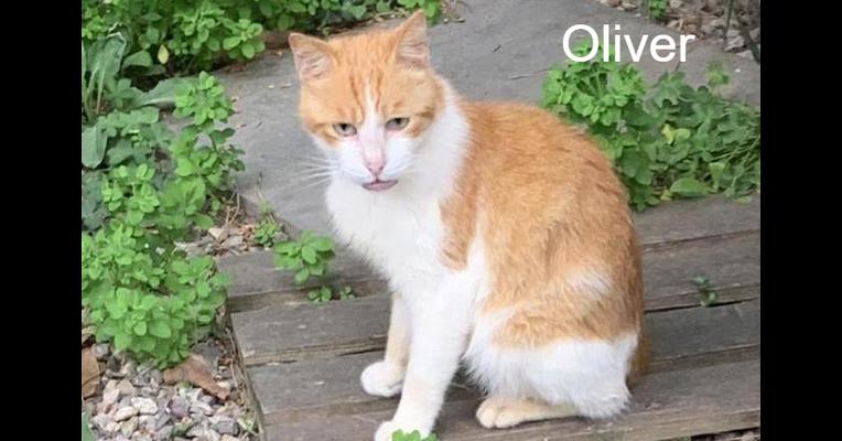 Oliver - Les chats de chez nous - Animal Webaction