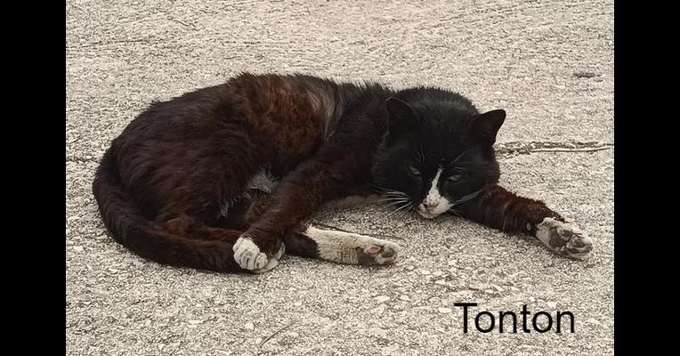 Tonton - Protect Cat - Animal Webaction