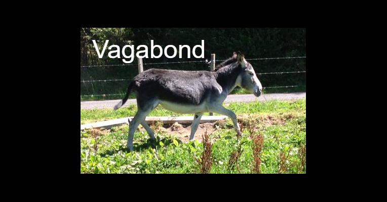Vagabond - ADADA - Animal Webaction
