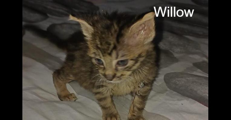 Willow - HELP - Animal Webaction