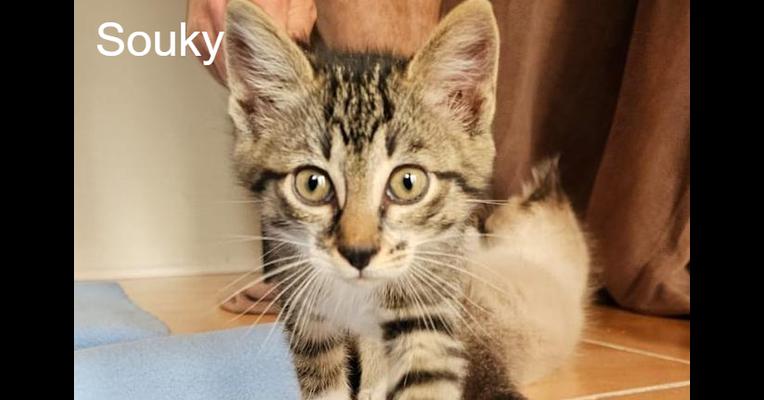 Souky - Bien vivre avec les Chats Sallélois - Animal Webaction