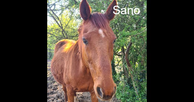 Sano - 4 Sabots et un Fer - Animal Webaction