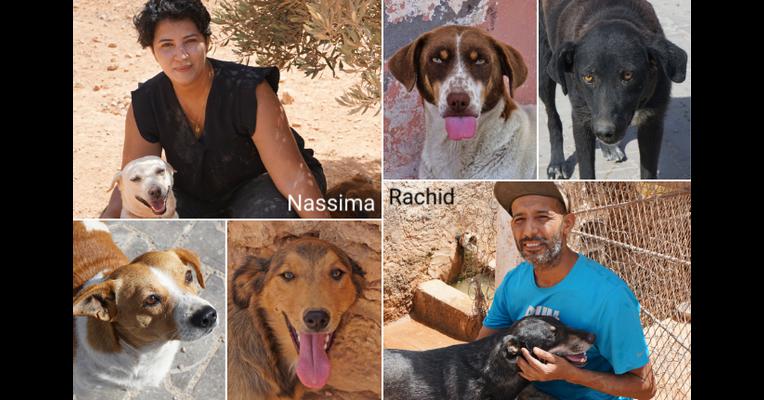 SOS 144 chiens Maroc - 4 Pattes Mogador - Animal Webaction
