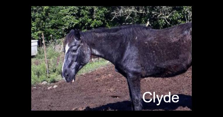 Clyde - La Retraite des Chevaux des Causses - Animal Webaction
