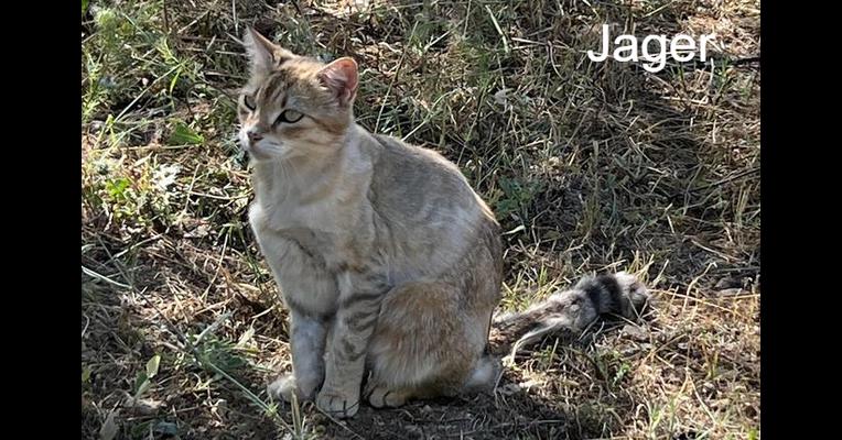 Jager - Univers Libre - Animal Webaction