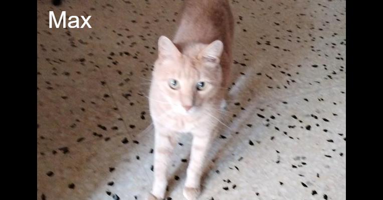 Max - Chats Grains d'Amour - Animal Webaction