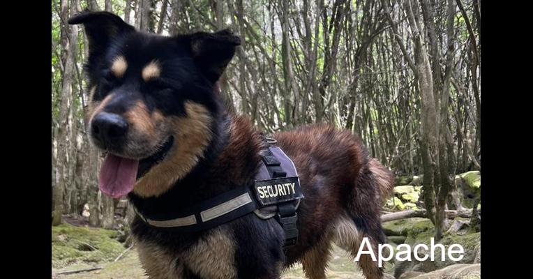 Apache - Univers Libre - Animal Webaction