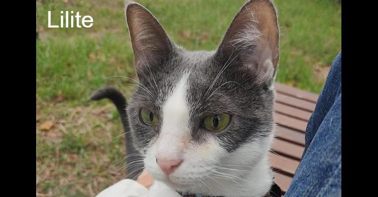 Lilite - Les Petites Bouches - Animal Webaction