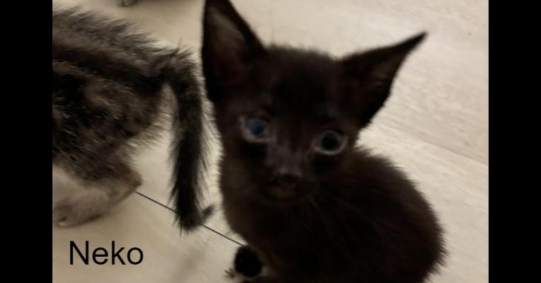 Neko - Un Ronron d'Espoir 33 - Animal Webaction