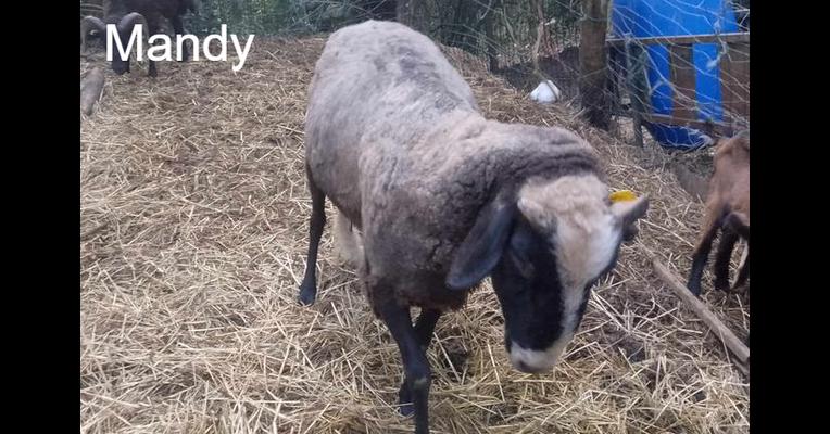 Mandy - Ulyan - Animal Webaction