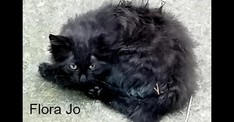 Flora Jo - Les chats libres de Caro - Animal Webaction