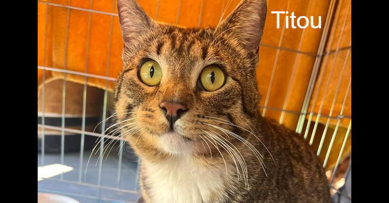 Titou - Les Chats'Pitres de la Presqu'île - Animal Webaction