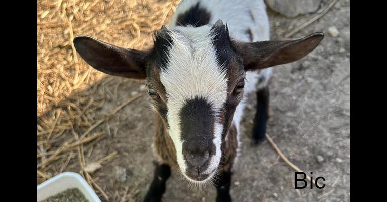 Bic - L'Arche de MaCha - Animal Webaction